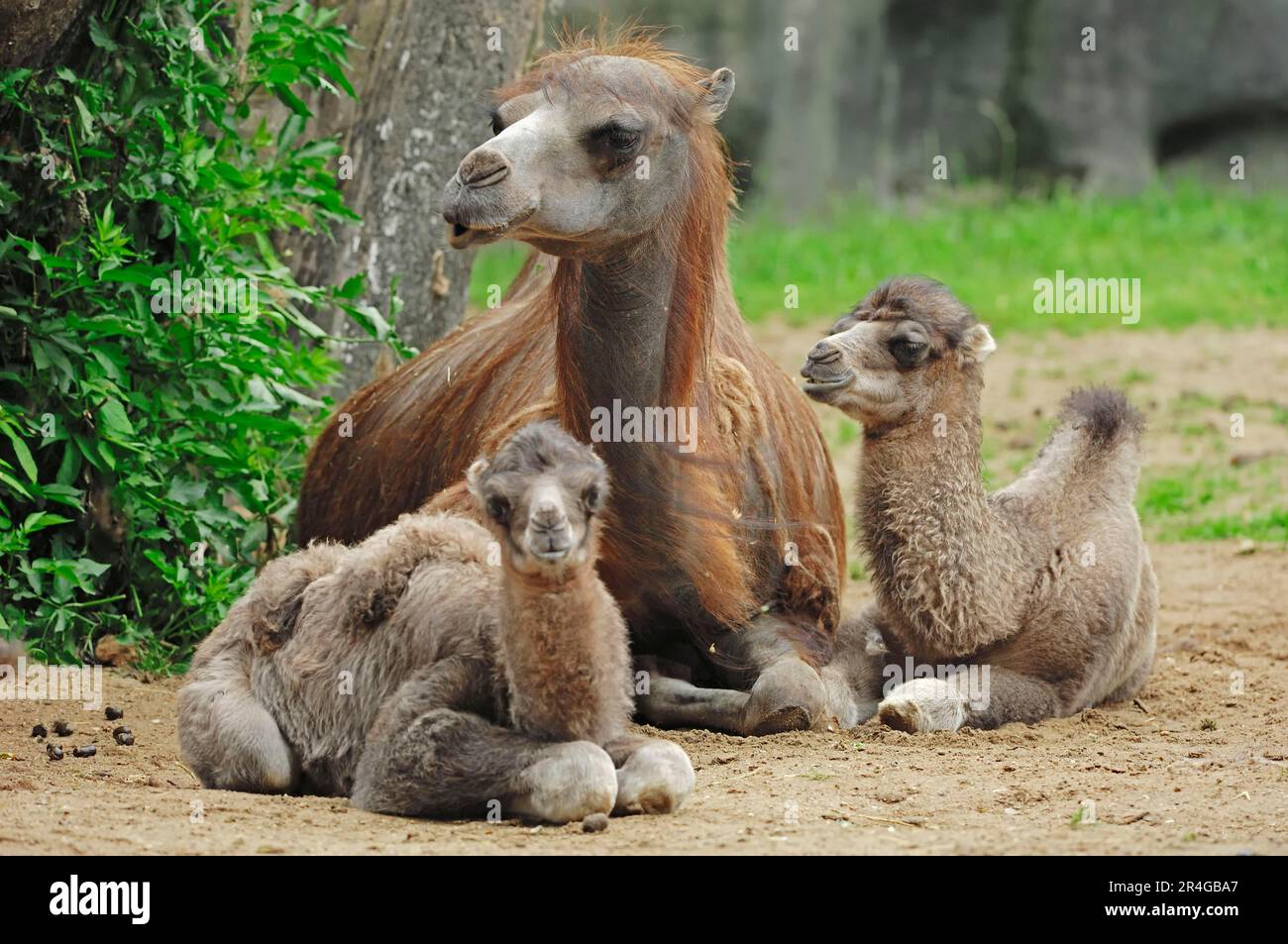 Chameau de Bactrian, femelle et jeune (Camelus ferus bactrianus ...
