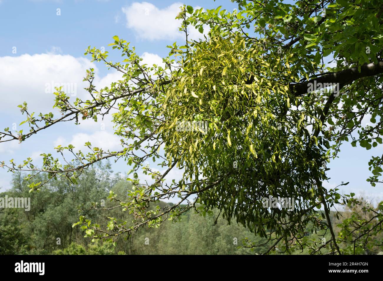 Gui commun Banque de photographies et d’images à haute résolution - Alamy