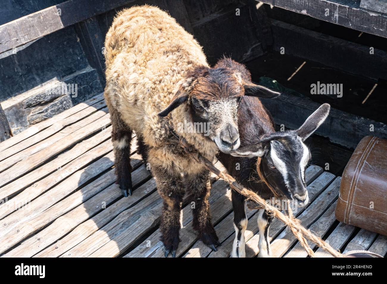 Chèvre noir sur fond blanc Banque de photographies et d’images à haute ...