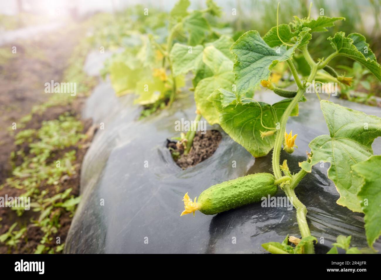 Culture biologique de concombre en serre, concentration sélective Photo ...