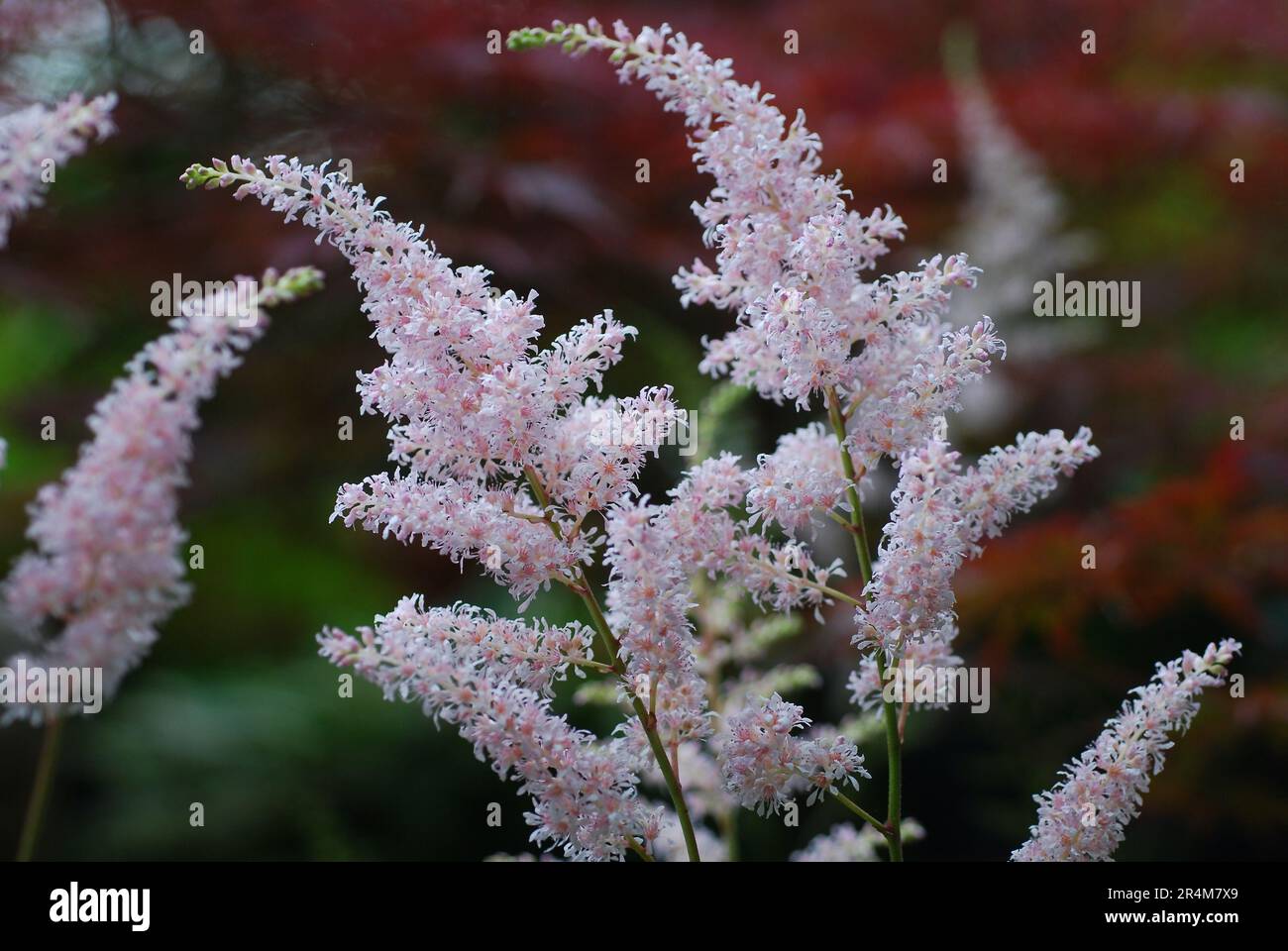 Arbuste à fleurs vivaces Banque de photographies et d’images à haute ...