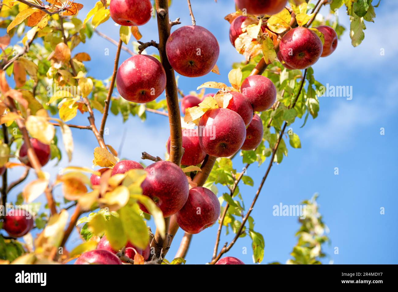 récolte de fruits dans le verger de pomme rouge. photo de la récolte du ...