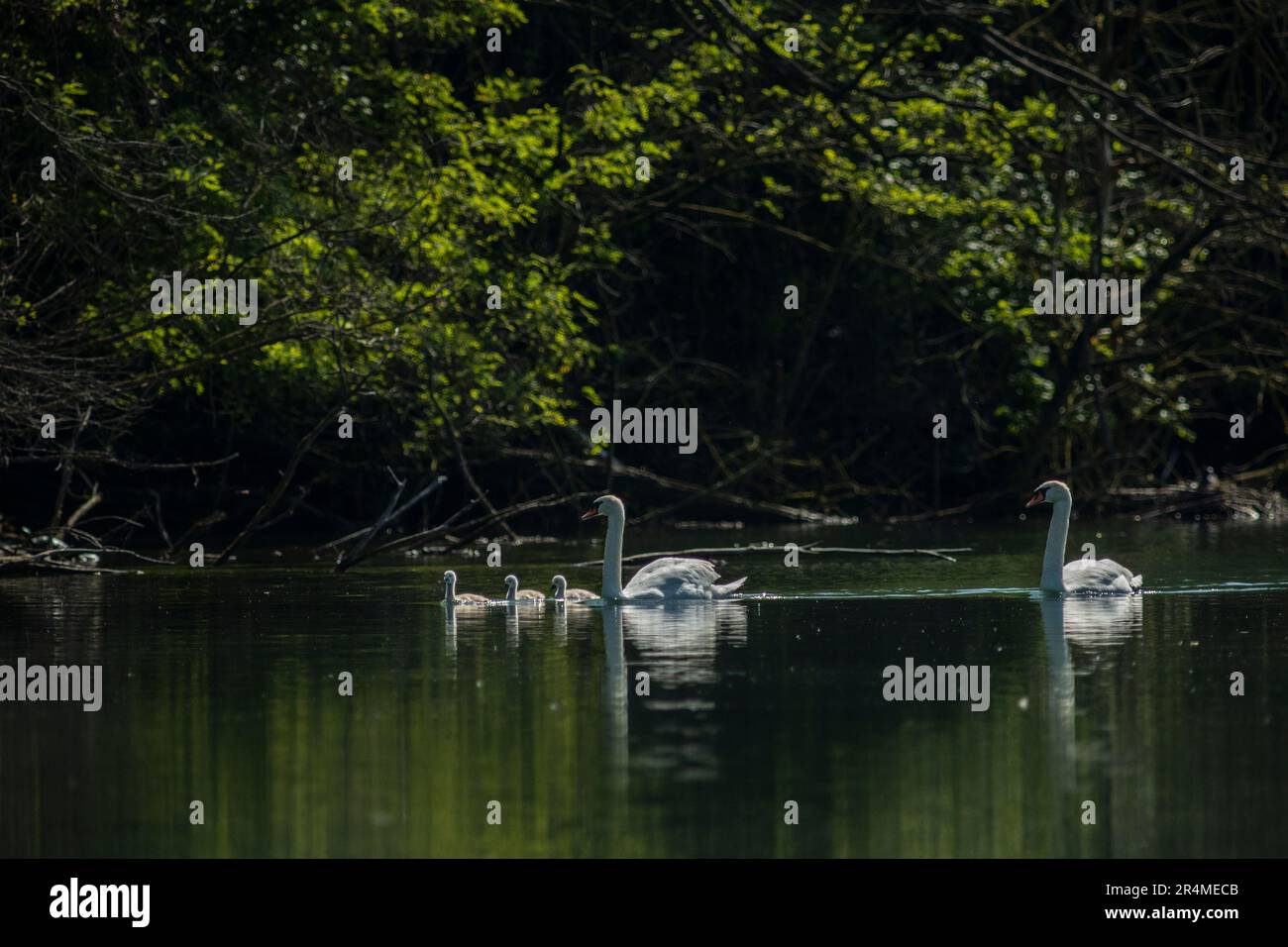 Les cygnes sont des oiseaux de la famille des Anatidae du genre Cygnus ...