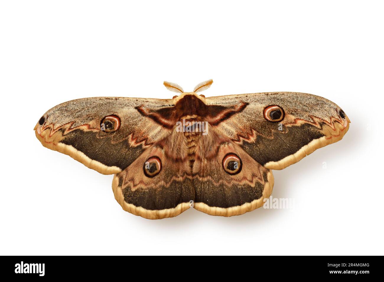 Saturnia pavonia empereur papillon Banque de photographies et d’images ...