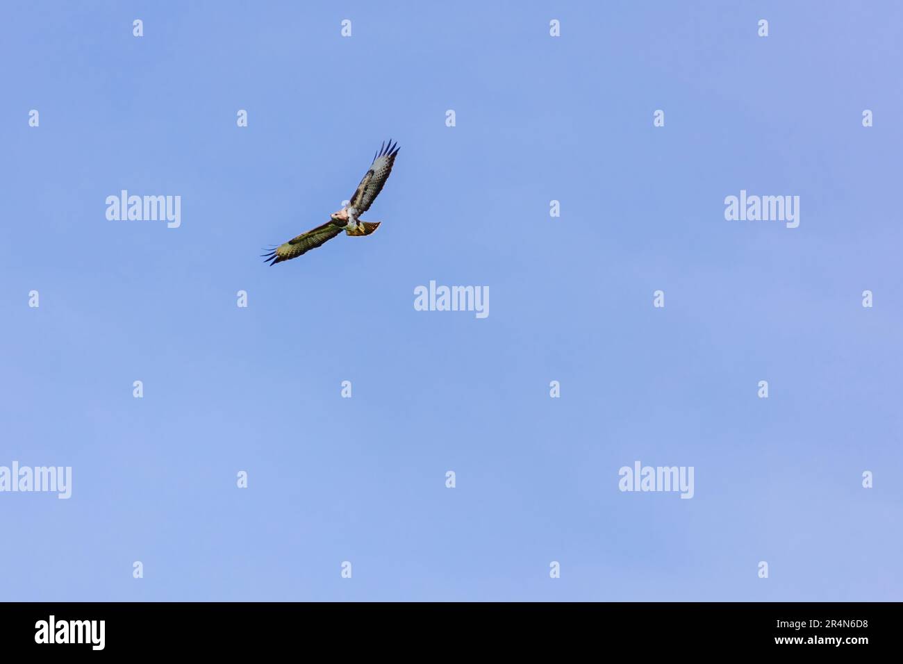 Oiseaux de proie - vol à la mode, oiseau de faucon, oiseau prédateur ...