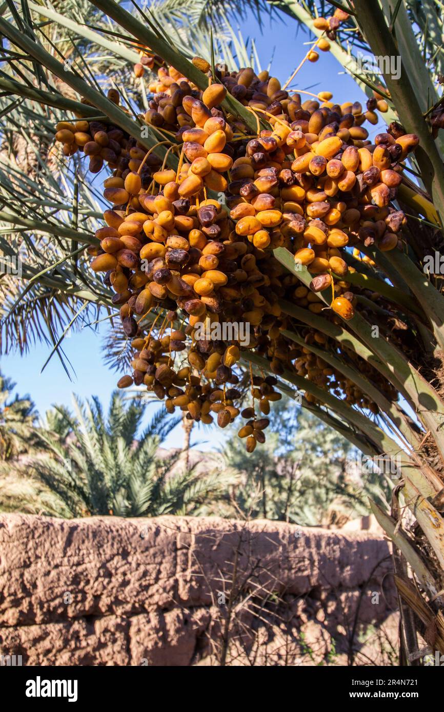 Industrie marocaine de la palme Banque de photographies et d’images à ...