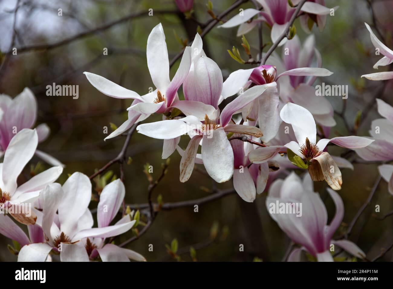 Fleurs de lyliflora de magnolia rose. Orchidée ligneuse en pleine ...