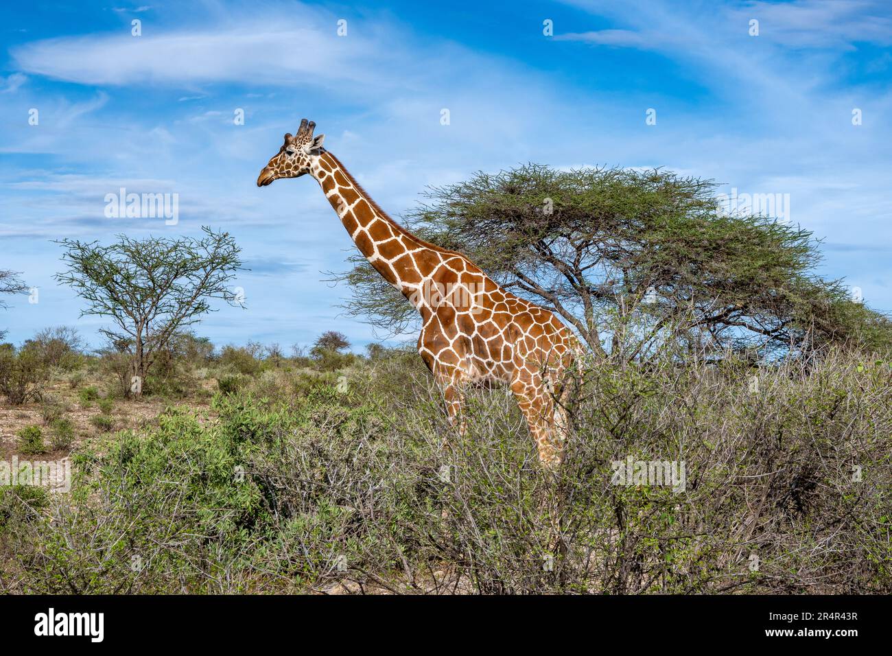 Girafe réticulée (Giraffa reticulata) en voie de disparition qui ...