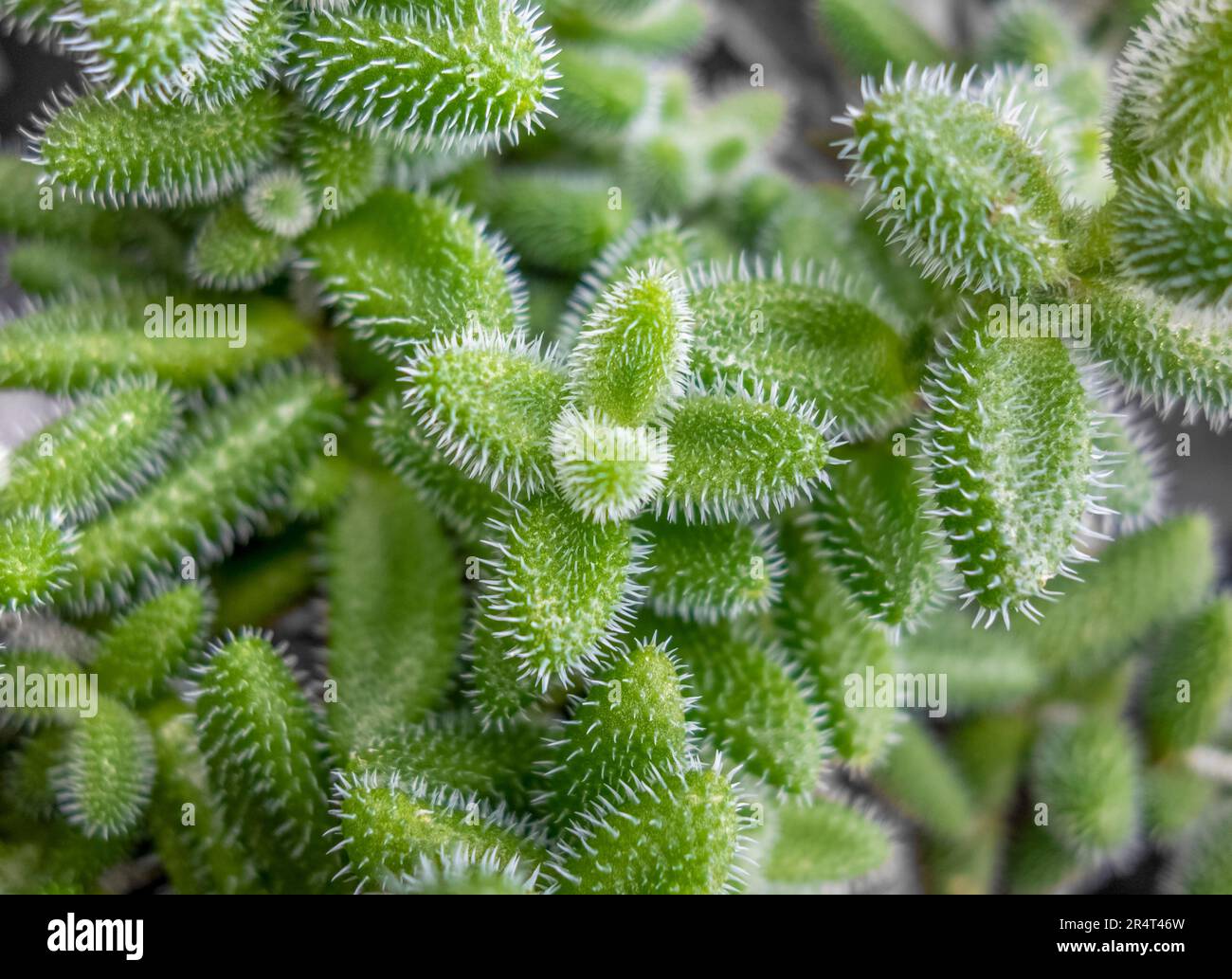 Plante de cornichon Banque de photographies et d’images à haute ...