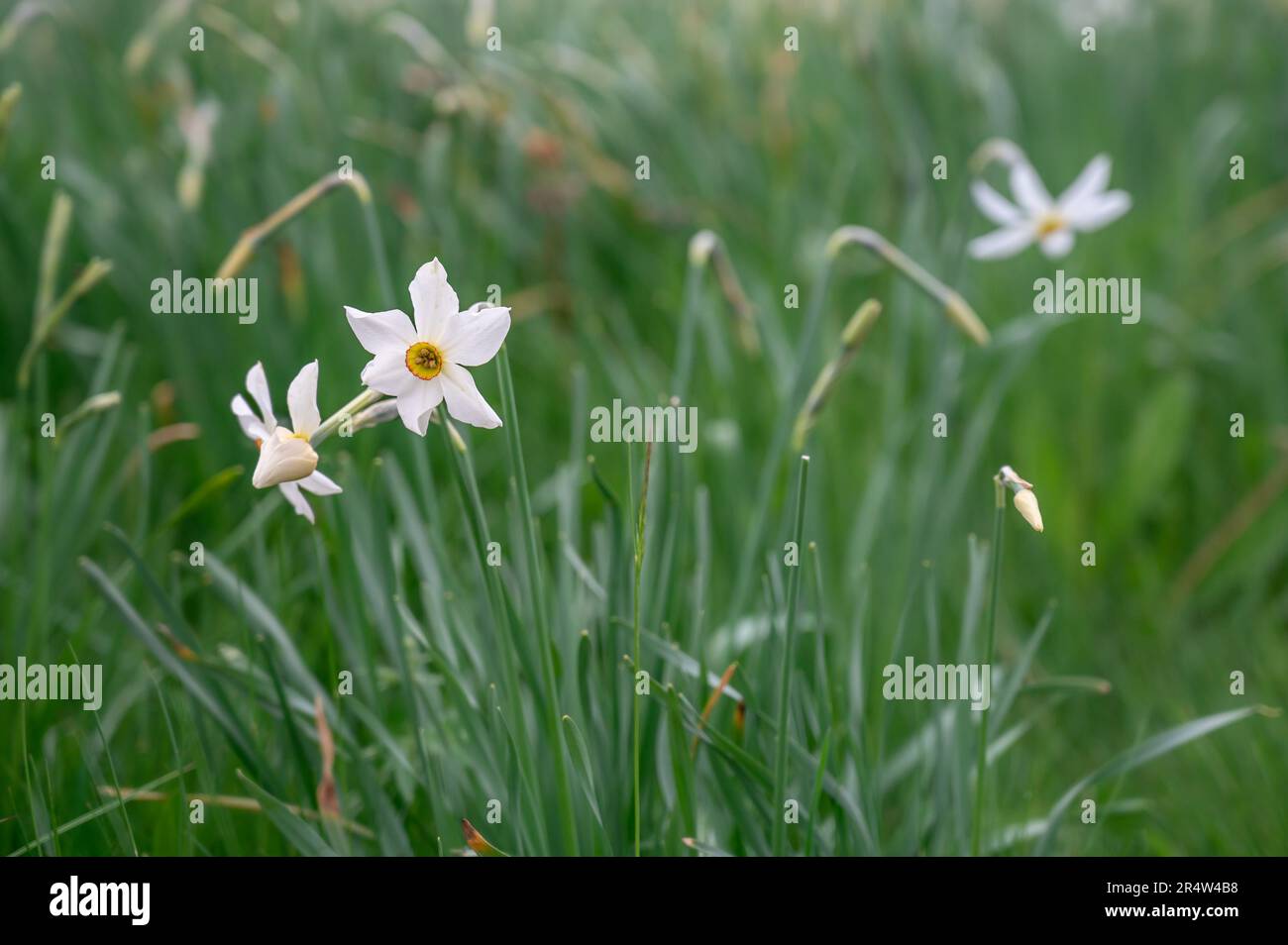 Narcissus poeticus en Suisse. Narcissus blanc sauvage en fleurs. La jonquille du poète. Narcisse ...