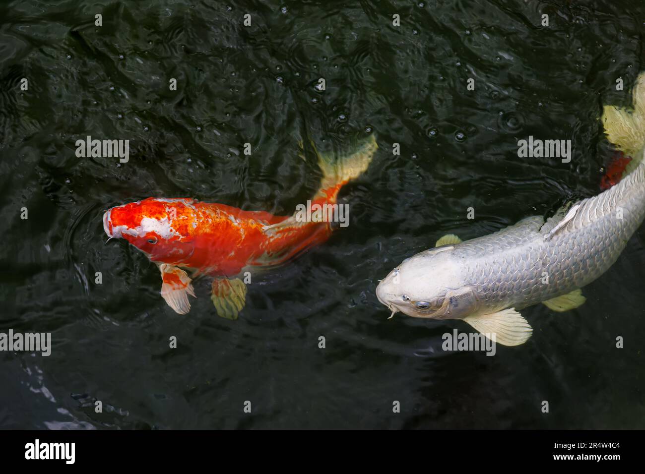 Carpe illustration noir et blanc Banque de photographies et d’images à ...