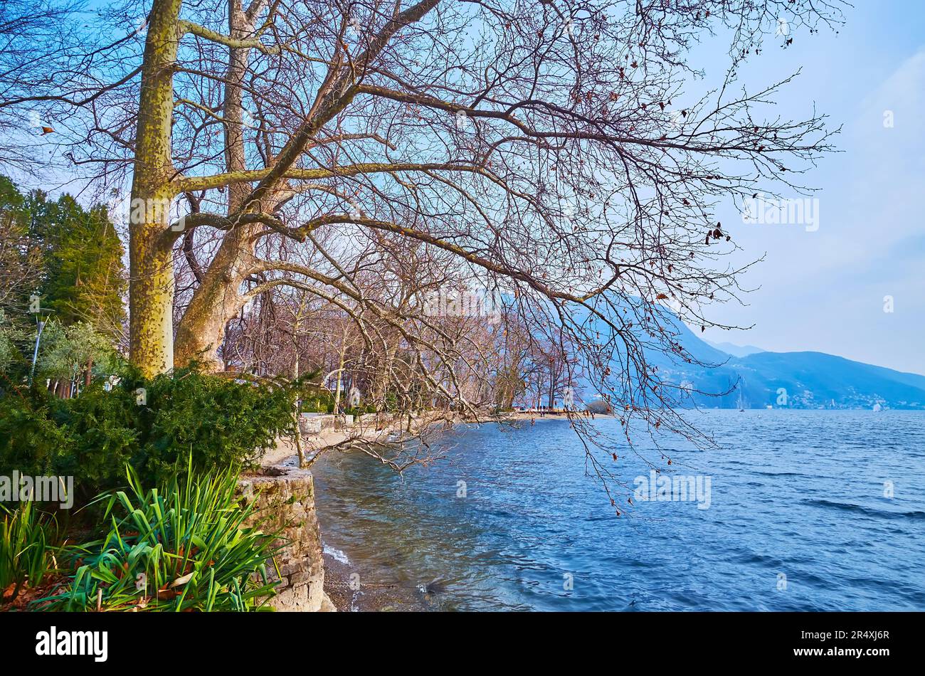 Promenez-vous le long des berges du lac de Lugano avec des plantes ...