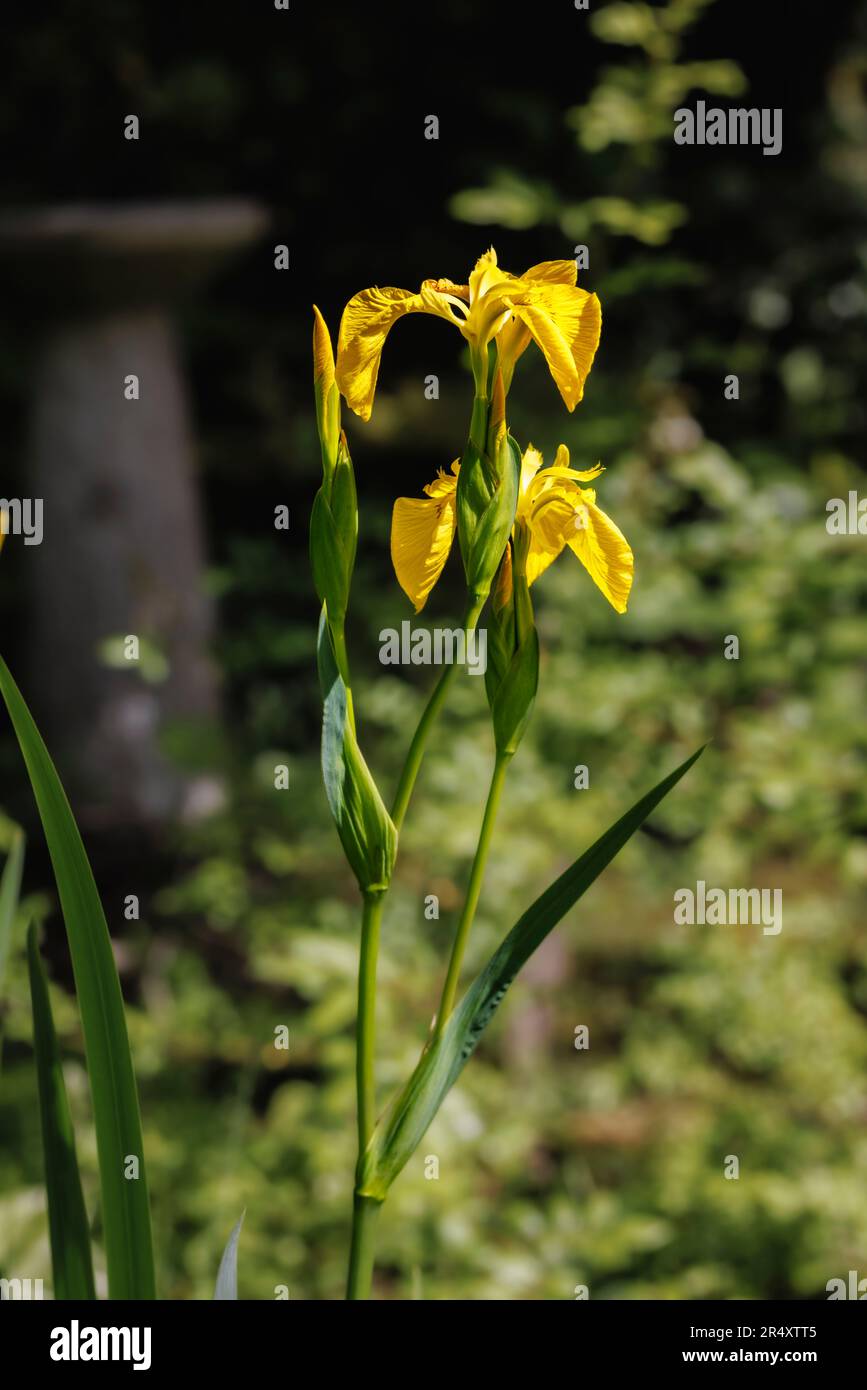 Le vivace humide-affectueux Iris pseudacorus, le drapeau de l'eau, le ...