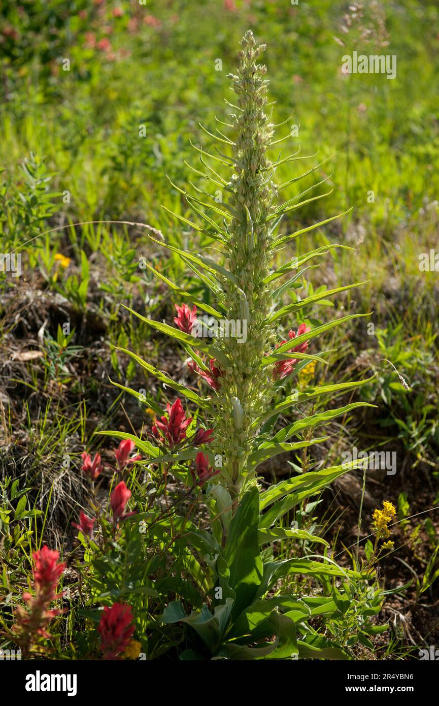 Monument Plant (Frasera speciosa) aka Green Gentian aka Elkweed, une ...