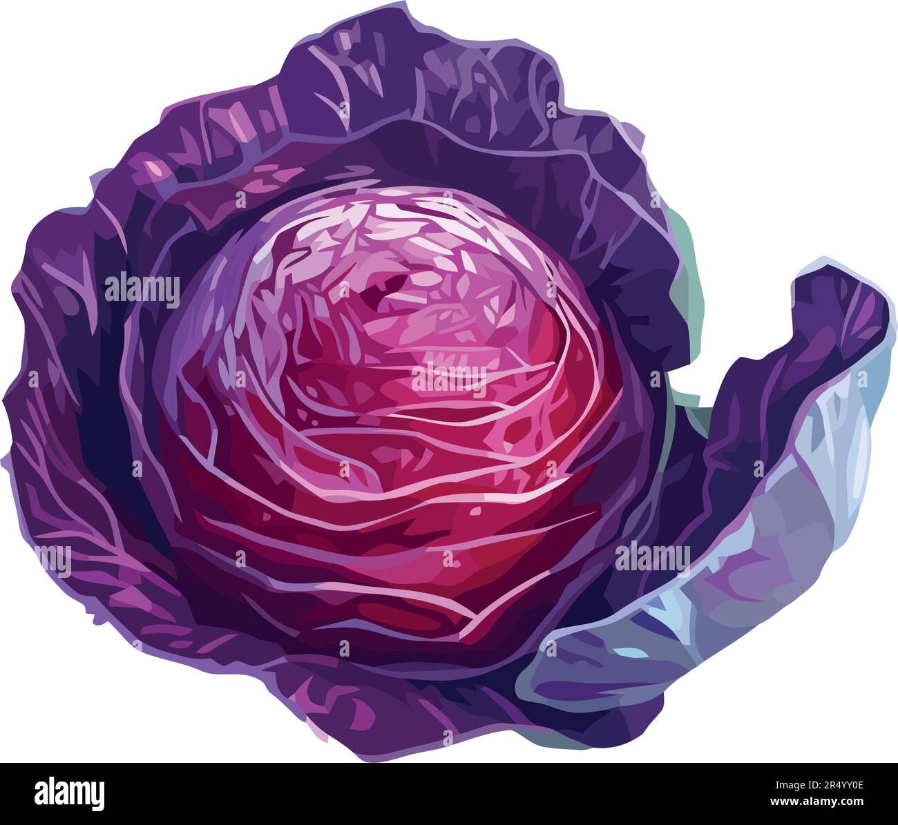 Salade de chou salade de chou rouge Banque d'images vectorielles - Alamy