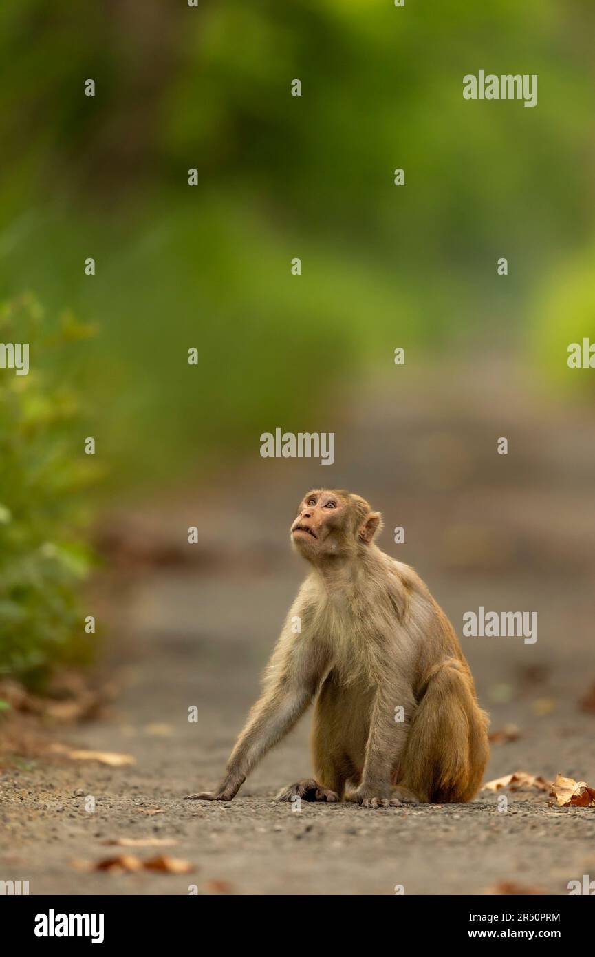Parc national de pilibhit Banque de photographies et d’images à haute ...