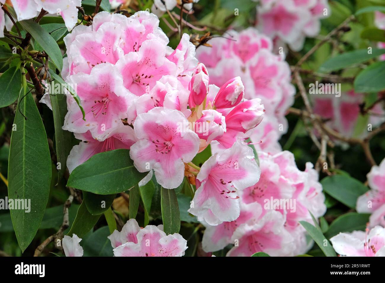 Fleur de rhododendron blanc se bouchent rhododendron Banque de ...