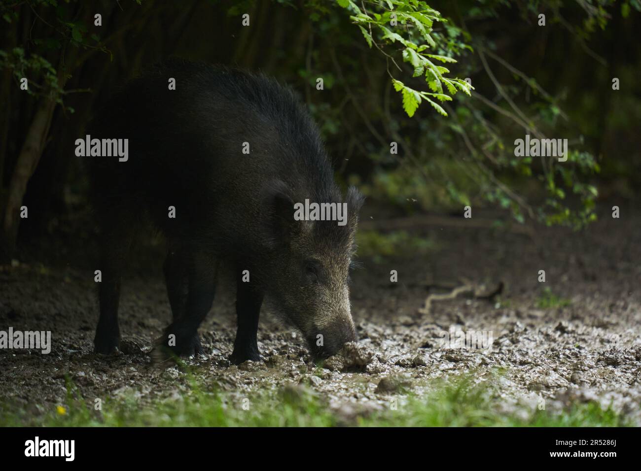 Grand jeune porc sauvage (porc sauvage) dans la forêt après le coucher ...