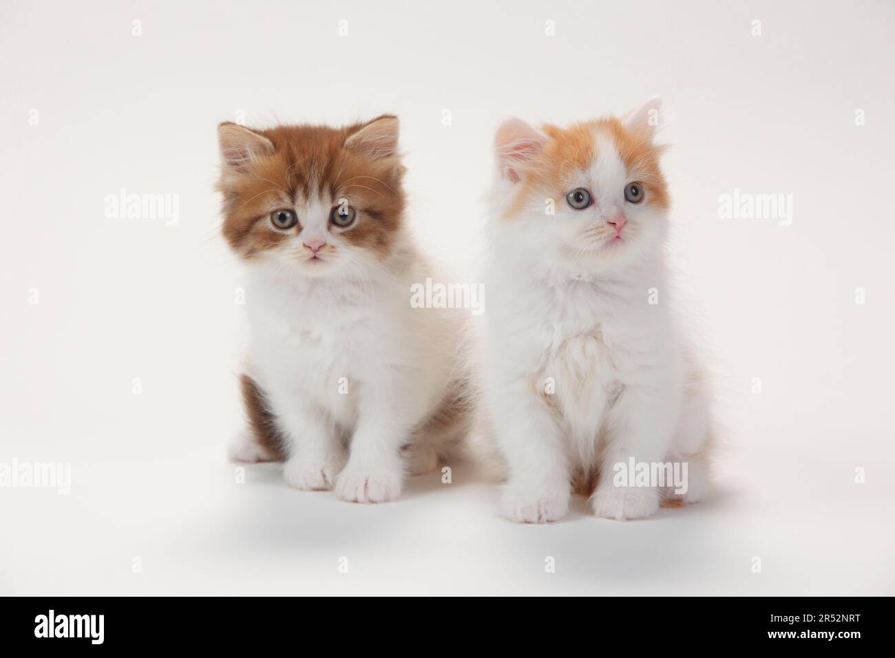 Chat à poil long britannique, chaton, 8 semaines, chocolat-tabby ...