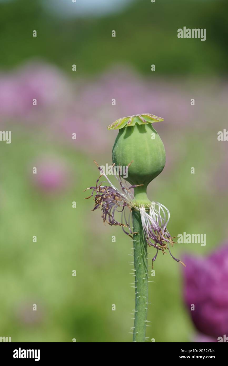 Papaver somniferum est une espèce de plantes à fleurs de la famille des ...