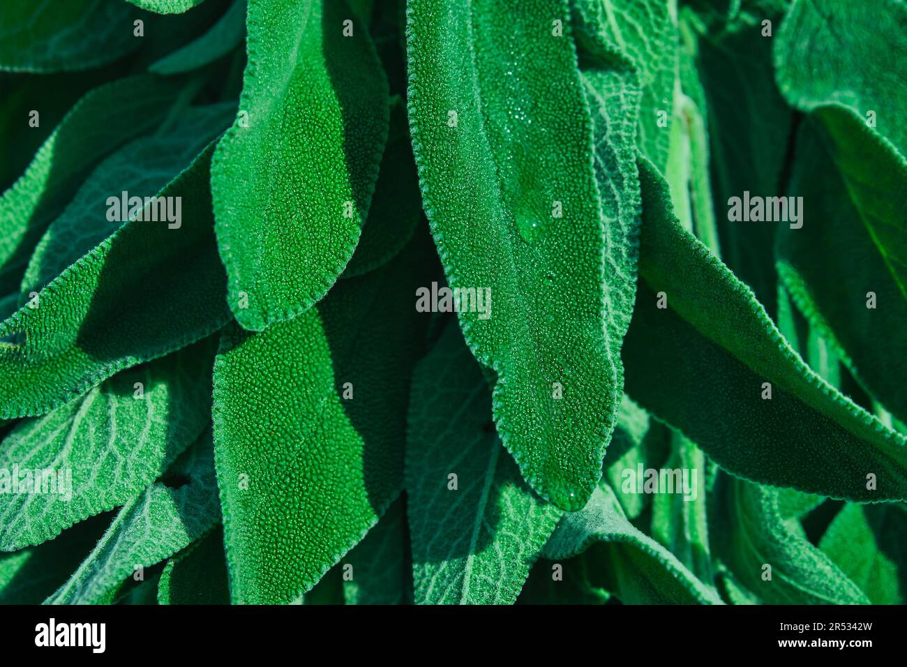 Idée de phytothérapie Banque de photographies et d’images à haute ...
