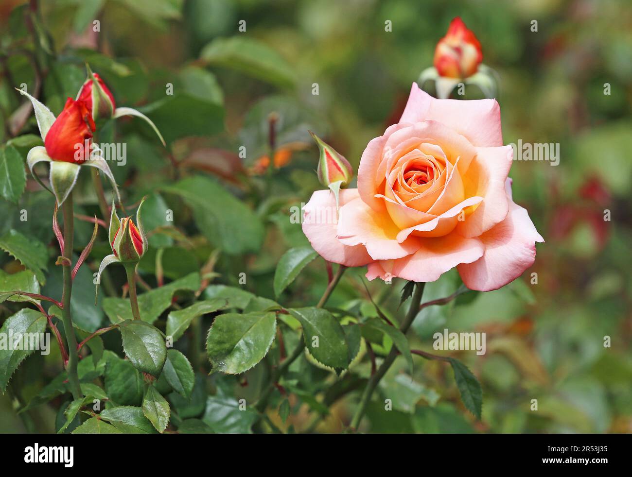 Roses pale pink rose Banque de photographies et d’images à haute ...