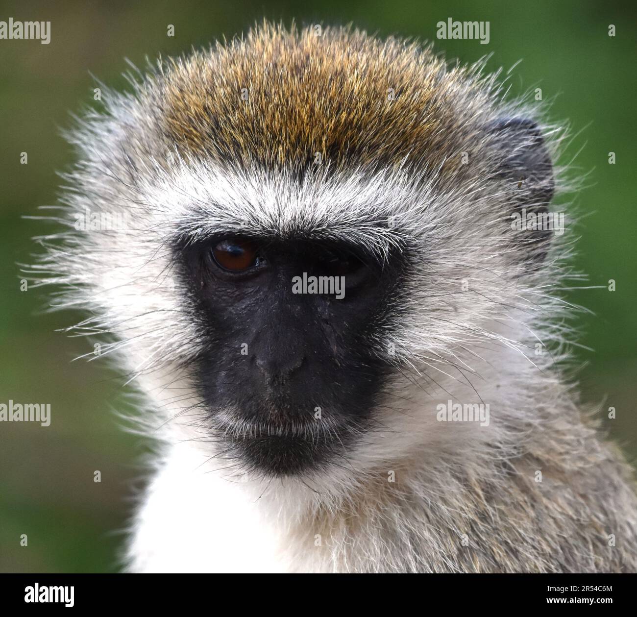 Black faced vervet monkey Banque de photographies et d’images à haute ...