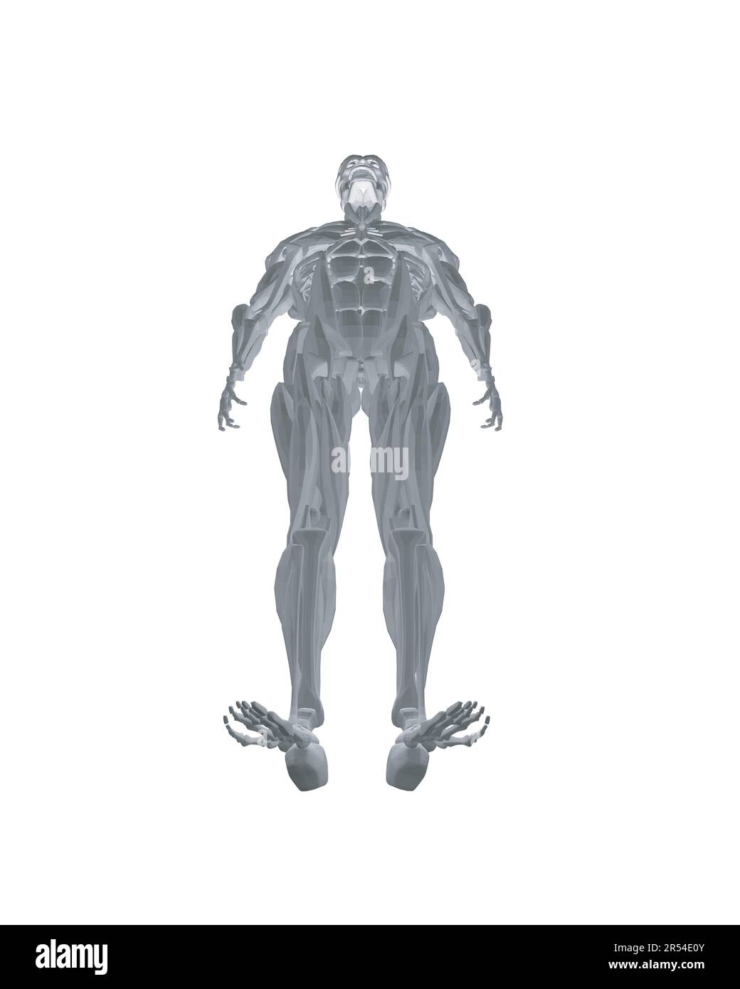 Anatomie humaine. Modèle de système musculaire de corps masculin ...