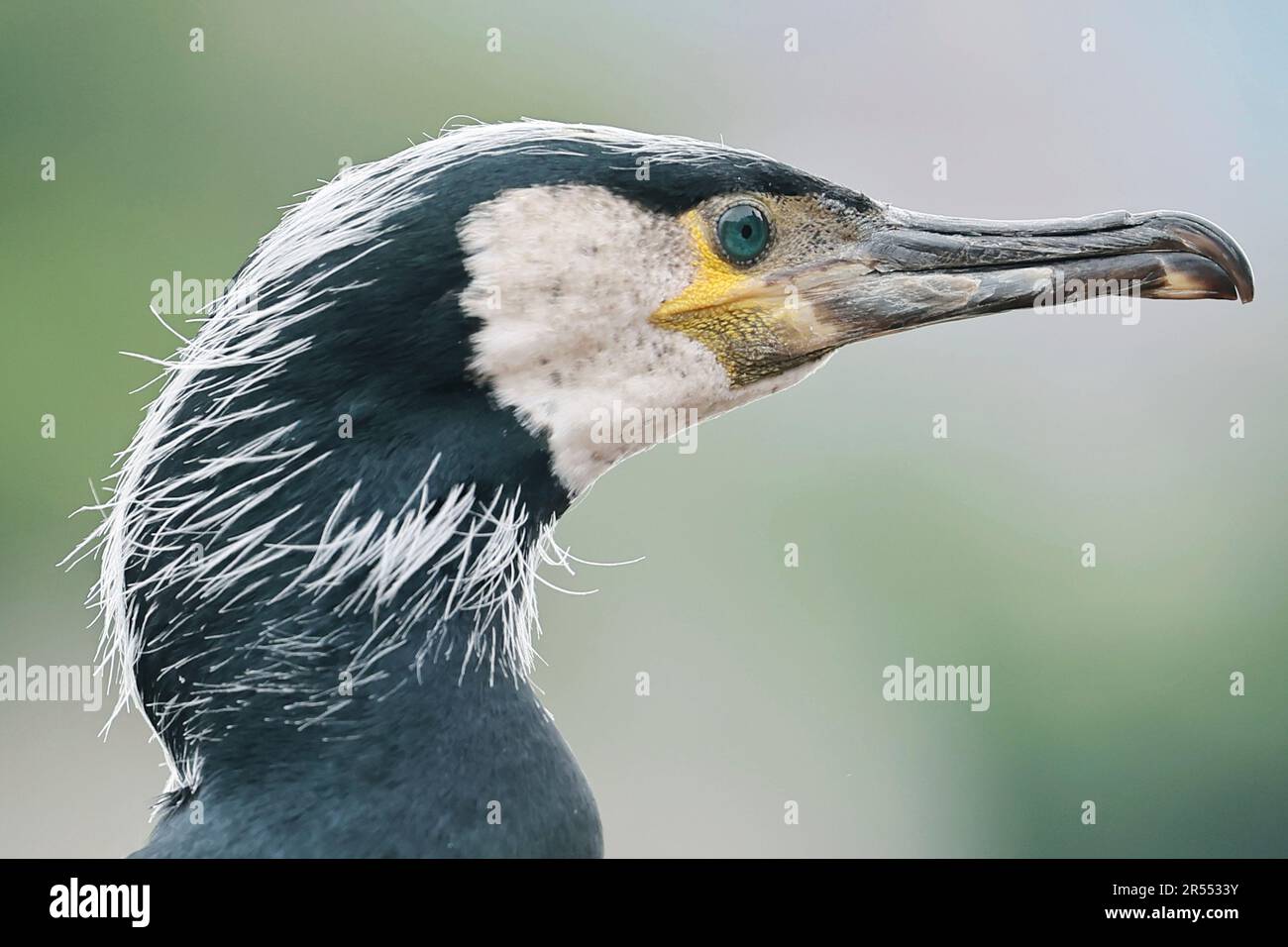 A cormorant is shown to catch sweet fish on the Kiso River in Inuyama ...