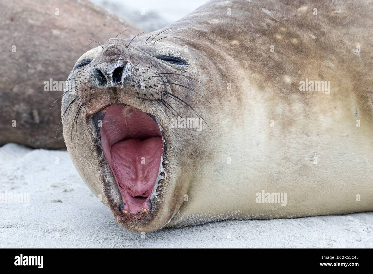 Sleepy seal Banque de photographies et d’images à haute résolution - Alamy