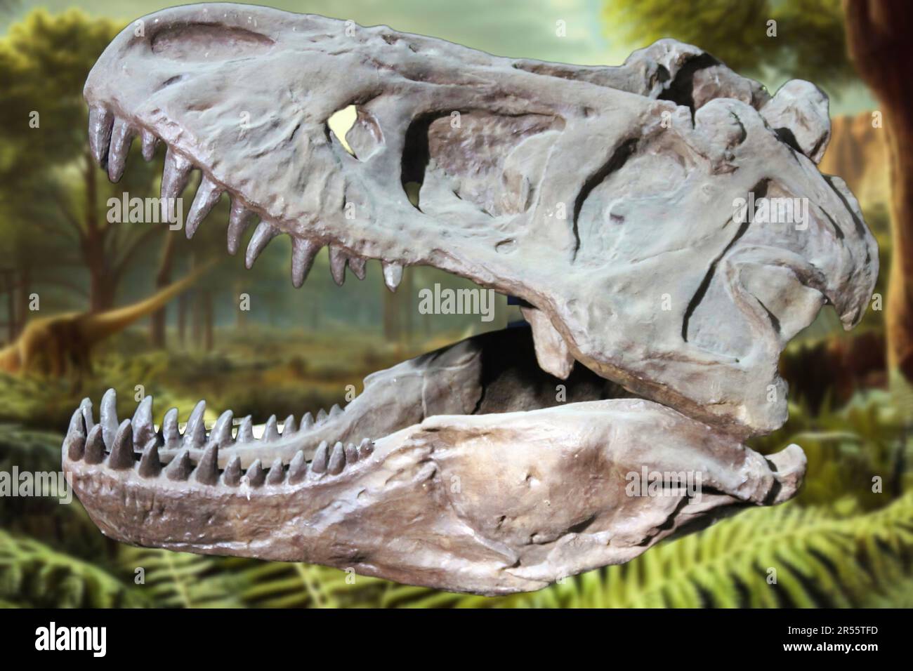 T rex crâne Banque de photographies et d’images à haute résolution - Alamy