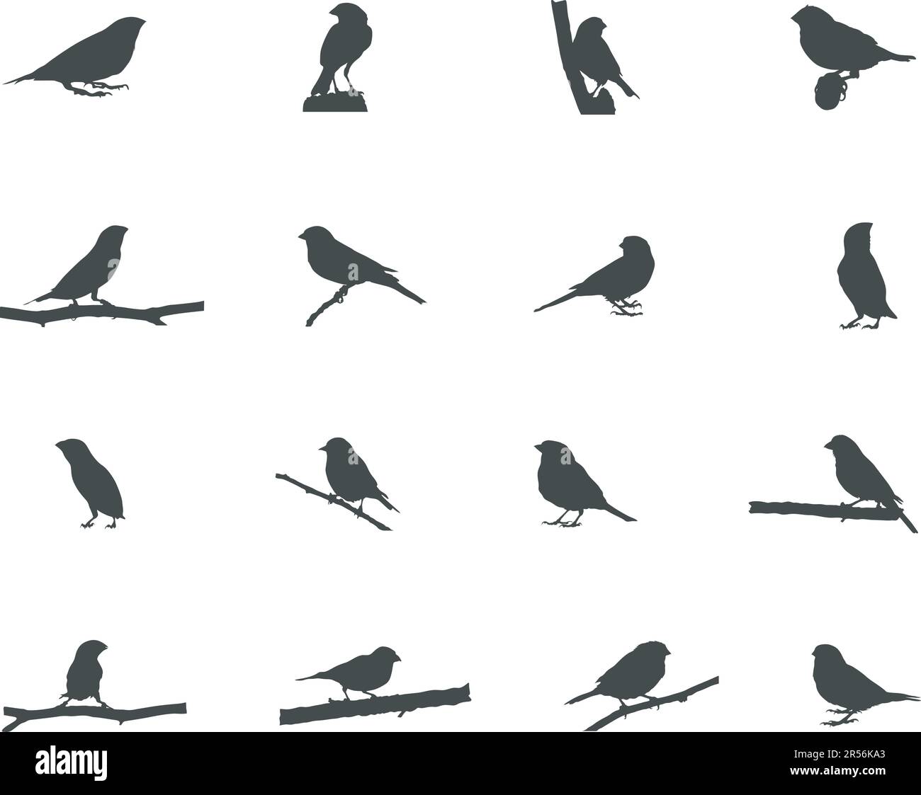 Silhouette de Finch, silhouette d'oiseaux de Finch, SVG de Finch ...