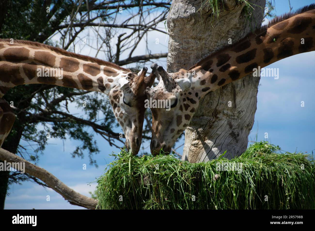 Animaux dans l'habitat Banque de photographies et d’images à haute ...