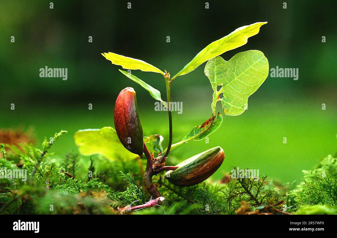 Semis de chêne, semis de chêne, germination du chêne Photo Stock - Alamy