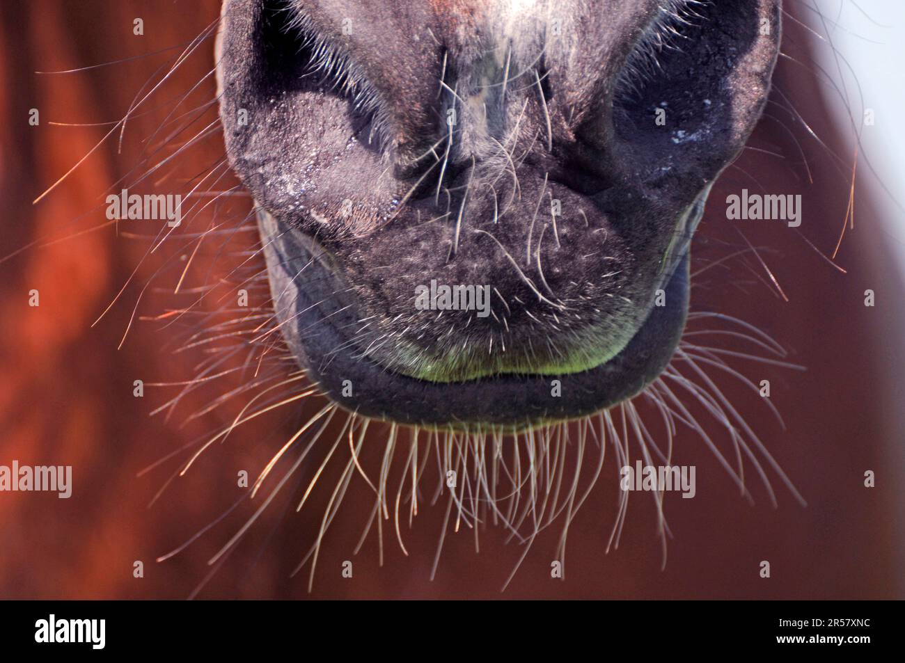 Cheval bouche Banque de photographies et d’images à haute résolution ...