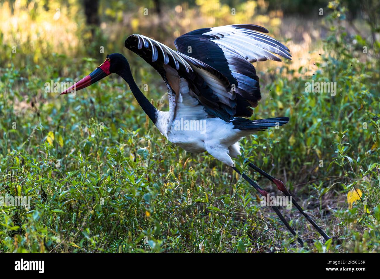 Le Stork à bec de cheval (Ephippiorhynchus senegalensis) est facilement ...