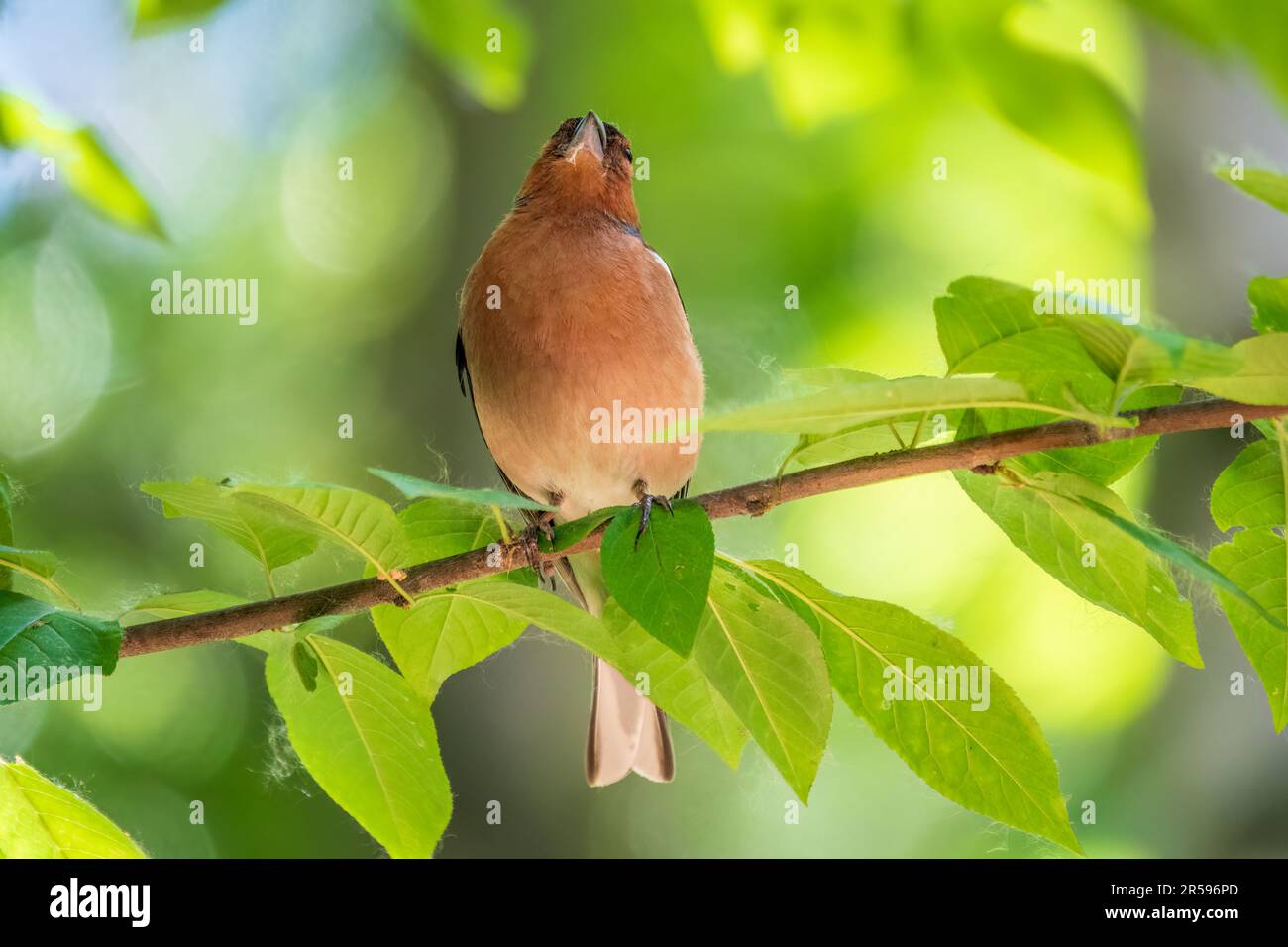 Le chaffinch commun est assis sur une branche au printemps sur fond vert. Magnifique oiseau de ...