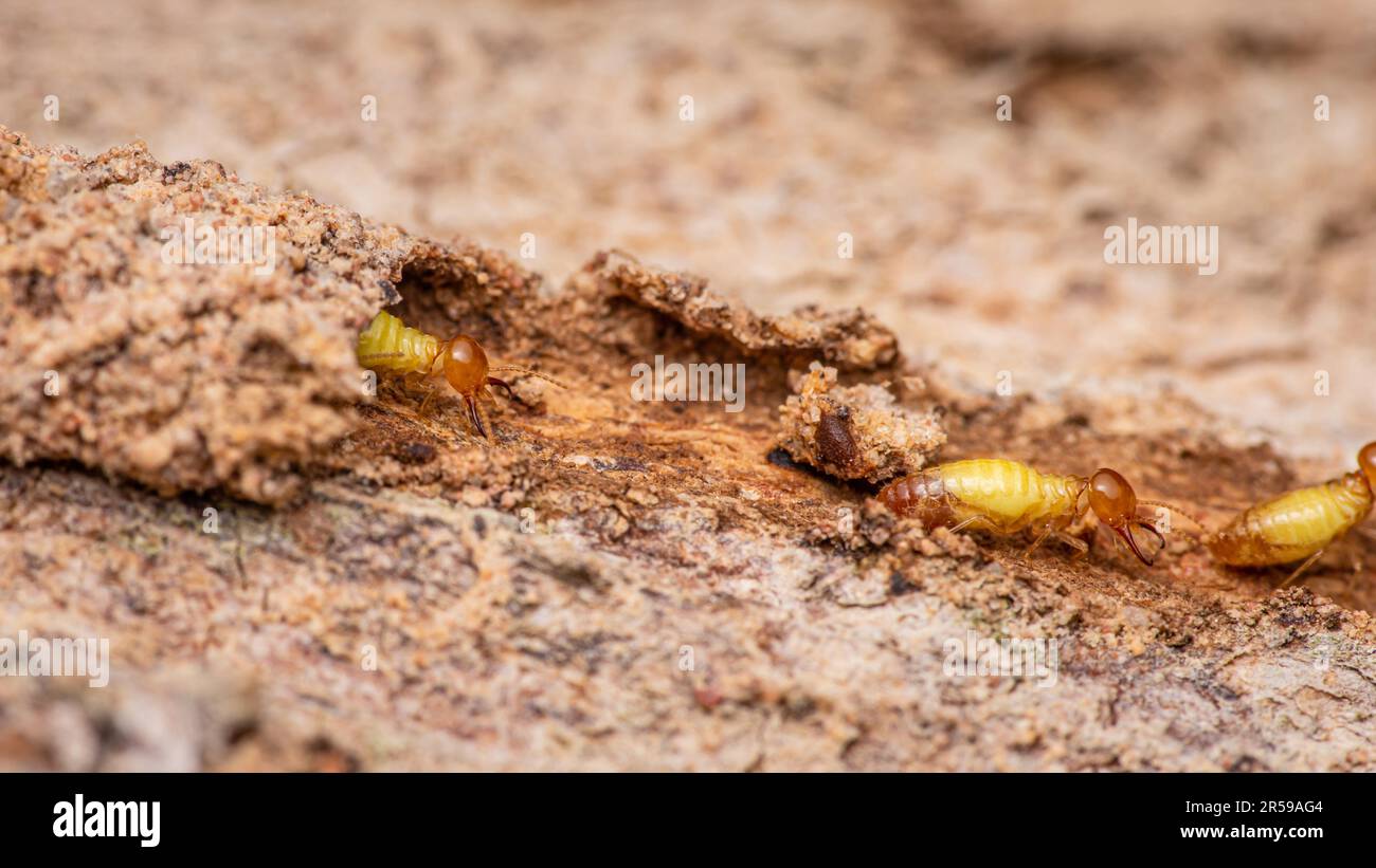 Gros plan des termites travailleurs qui marchent dans le nid sur le ...