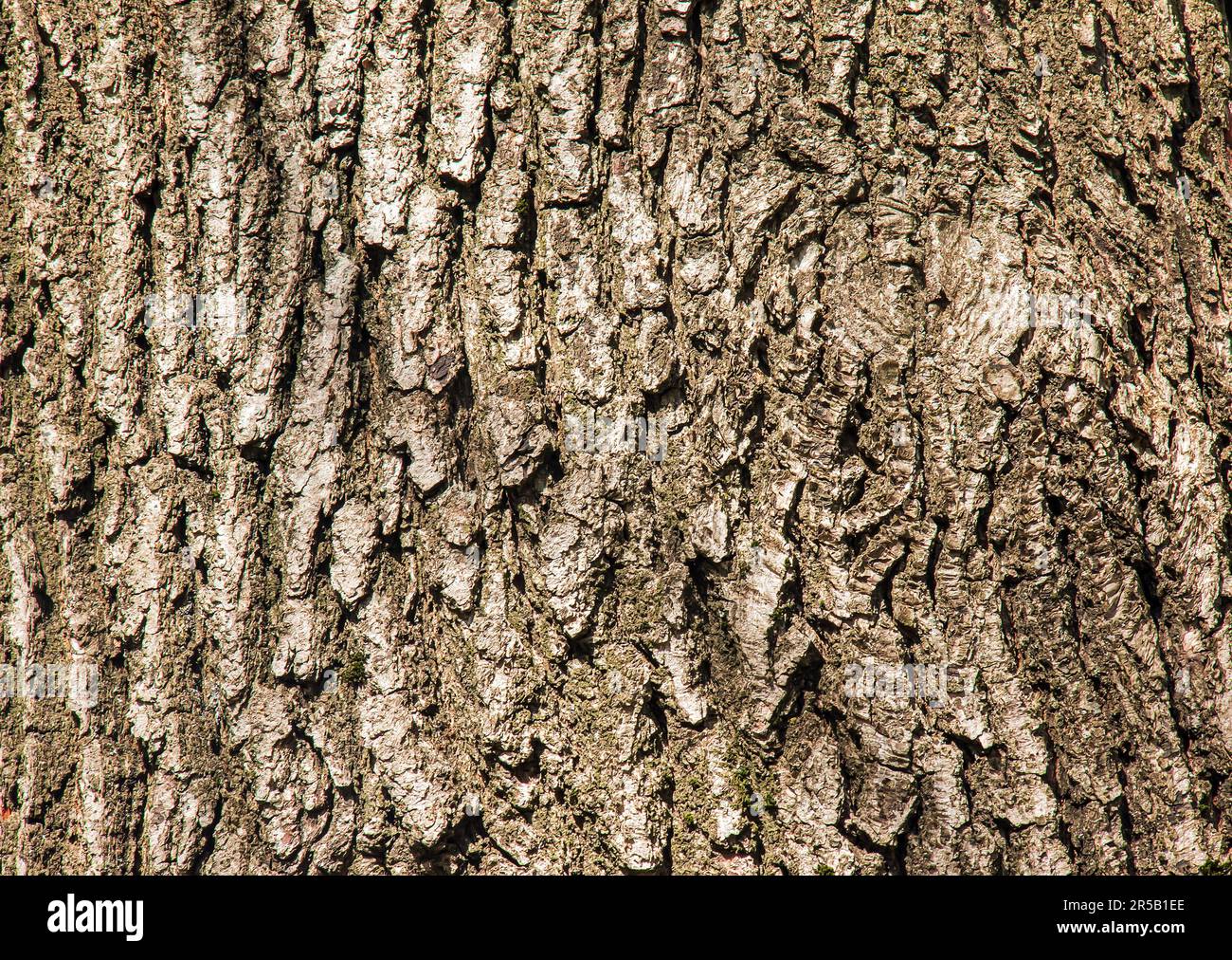 Gros plan sur l'écorce de chêne. La texture du tronc du chêne de ...