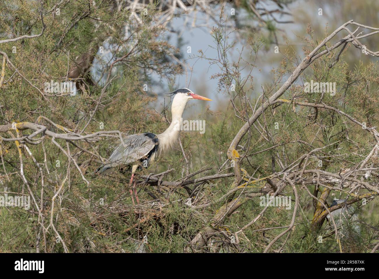 Héron gris (Ardea cinerea) dans une colonie de nidification. Saintes ...