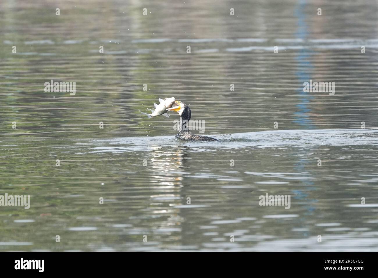 Un oiseau solitaire perché sur une roche au bord d'un plan d'eau, son ...
