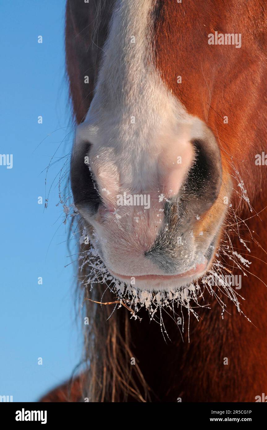 Cheval bouche Banque de photographies et d’images à haute résolution ...