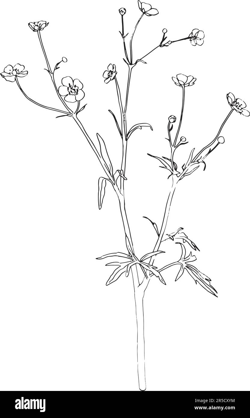 Collection Sketch Floral Botany. Dessins de fleurs. Buttercup, paigle ...