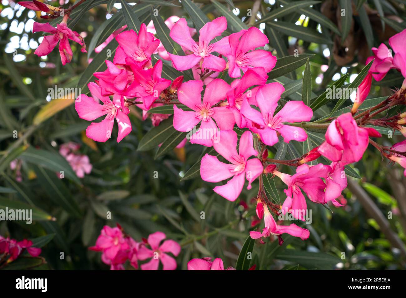 NERIUM Oleader. C'est un arbuste ou un petit arbre. Olender est la plante de jardin la plus ...