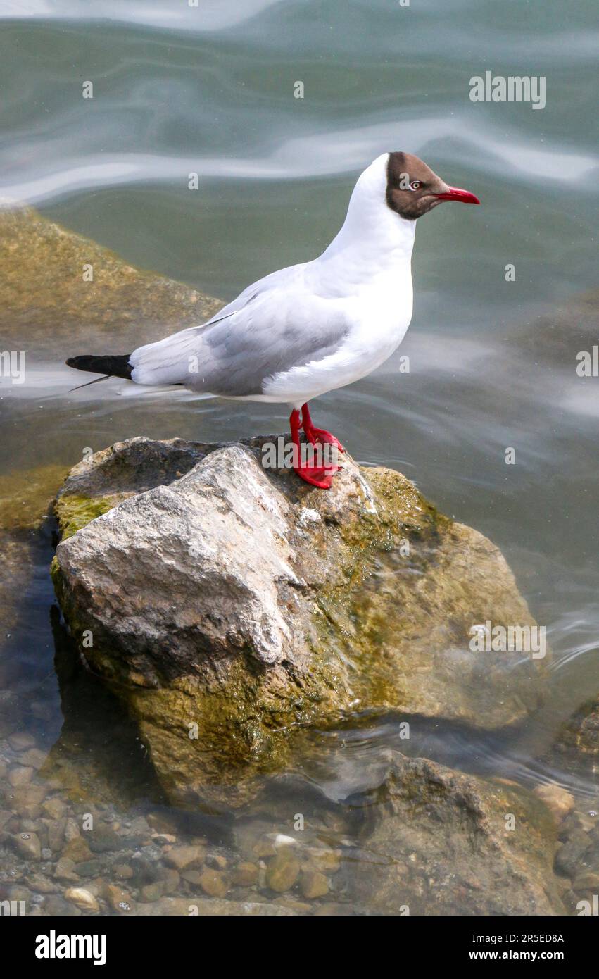 Un oiseau de mouette de Pallas (Ichthyaetus ichthyaetus) avec sa tête noire, son bec rouge et ...