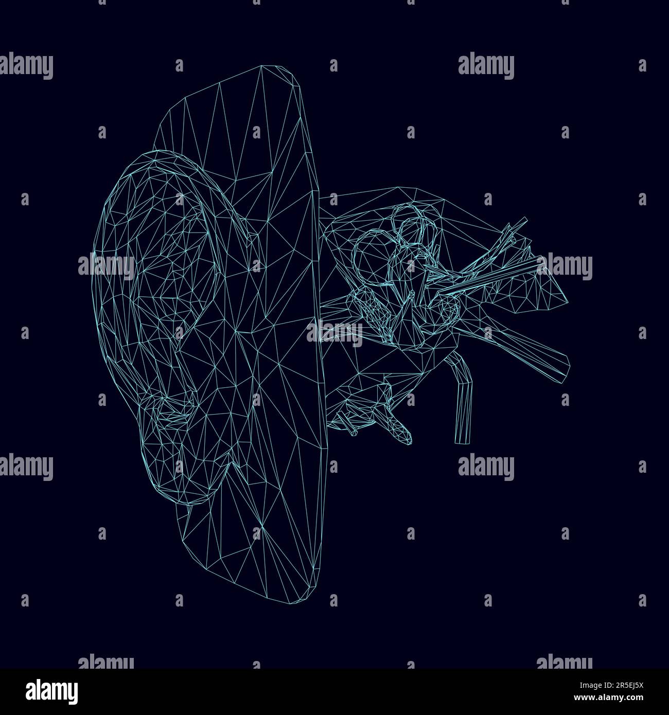Image filaire d'une oreille humaine avec la structure interne de l ...
