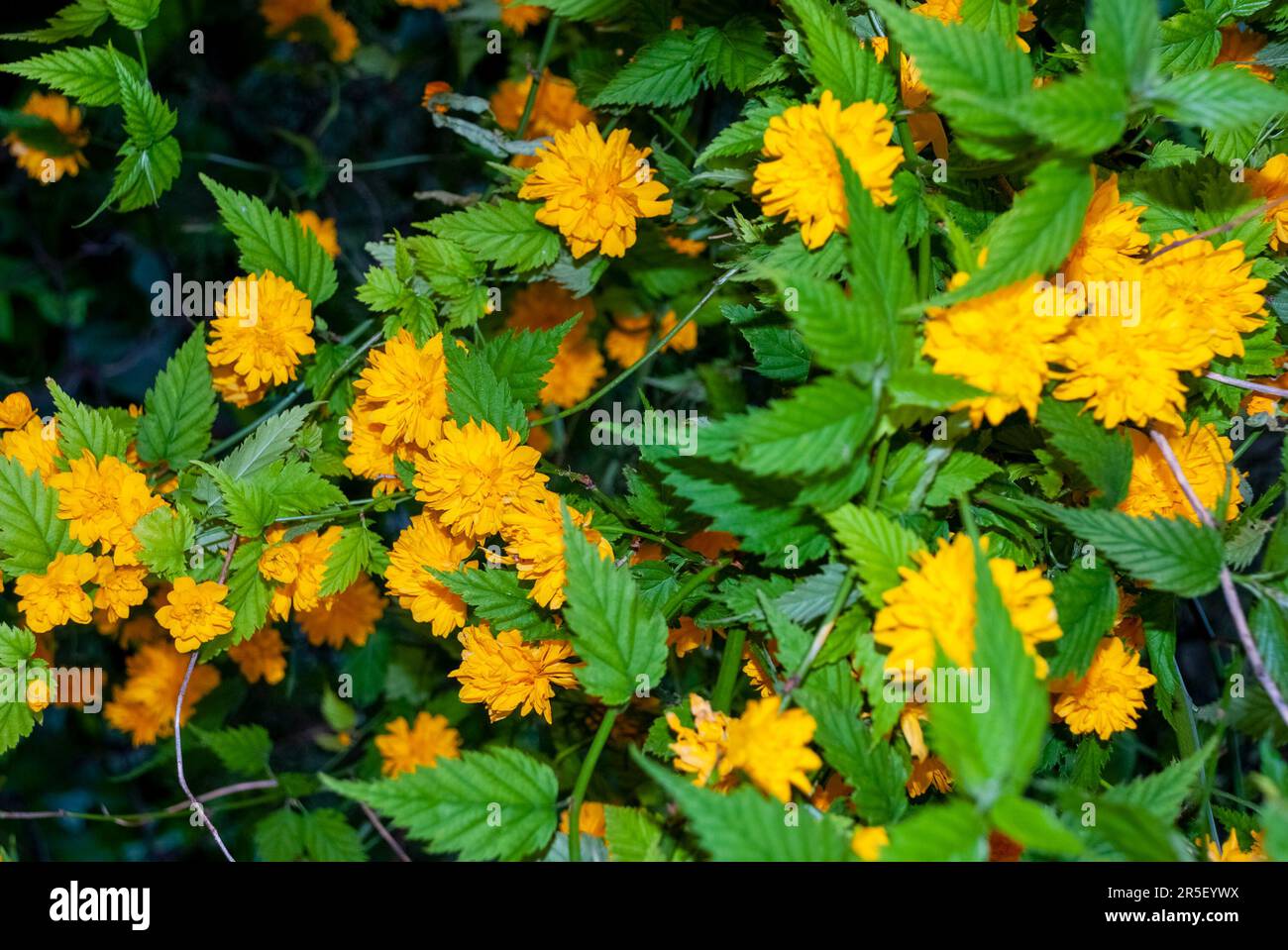 Kerria Pleniflora ou rose japonaise - Kerria japonica Rose - un arbuste ...