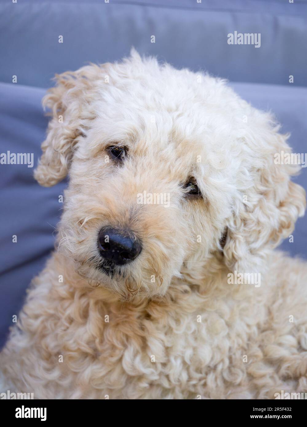 Labradoodles beige Banque de photographies et d’images à haute ...