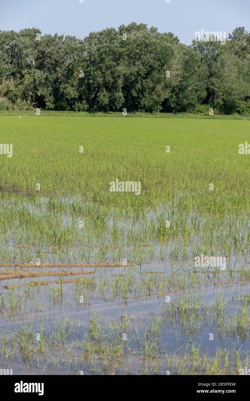 Culture de céréales de riz en Camargue, Provence, France. Plants de riz ...