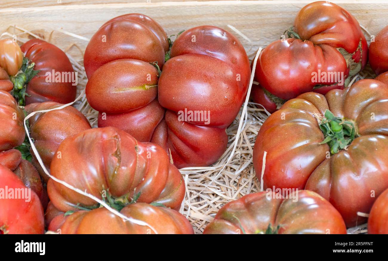 Assortiment de tomates à salade française, nouvelle récolte de grosses ...